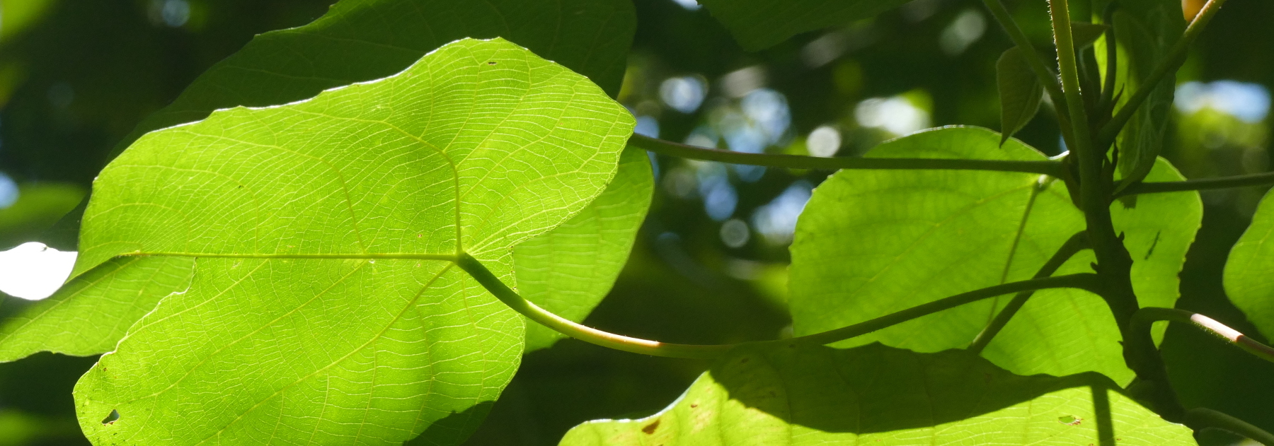 Michael Homeyer | Wandel für Menschen und Organisationen